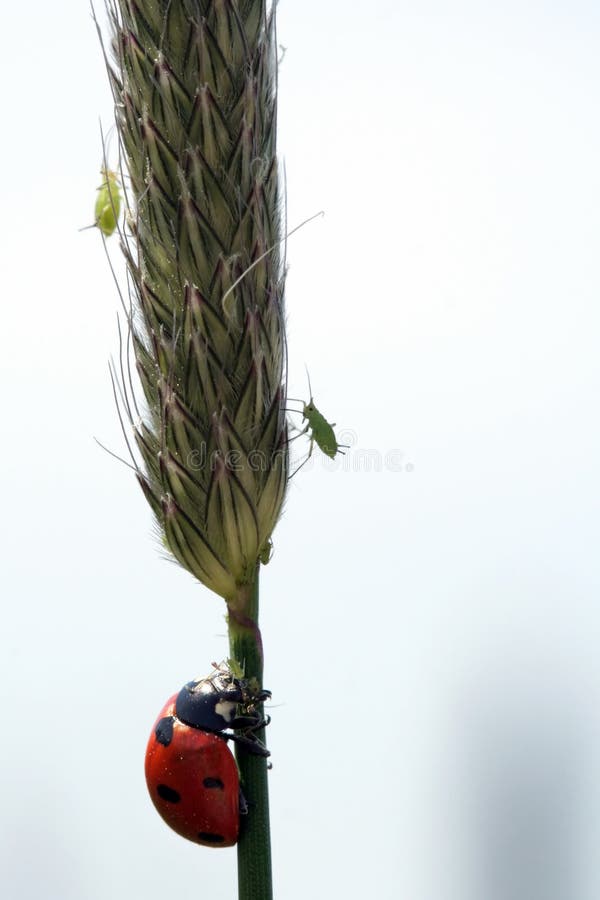 Ladybug and plant lice stock photo. Image of prey, lice - 5298238