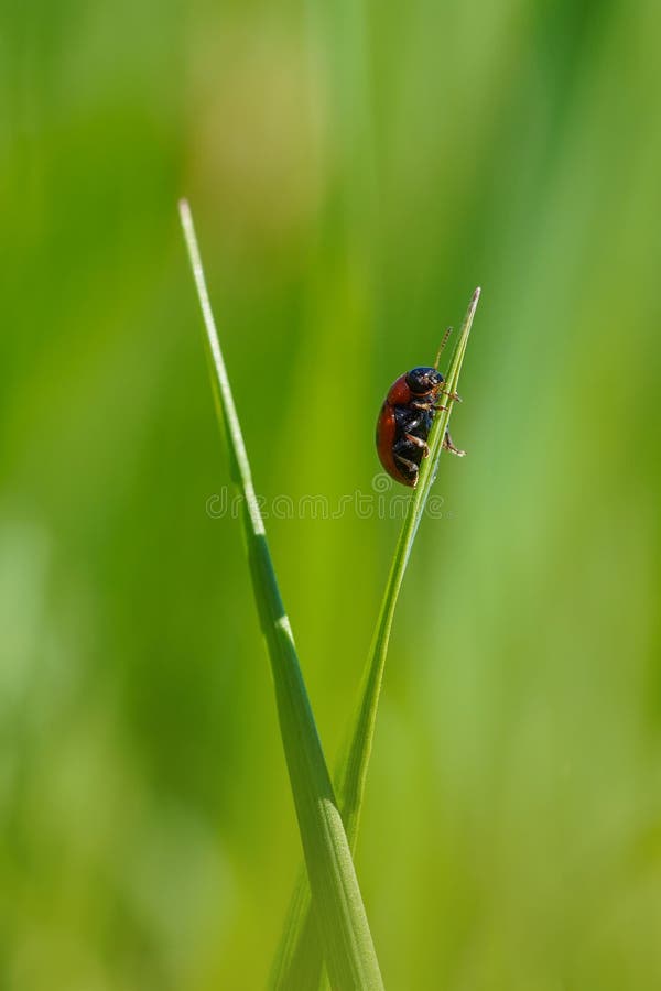 Ladybug on a plant stock photo. Image of macro, insects - 275933016