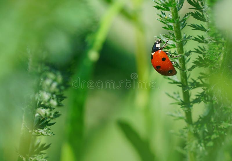 Ladybug on a plant stock photo. Image of beetle, natural - 275933054
