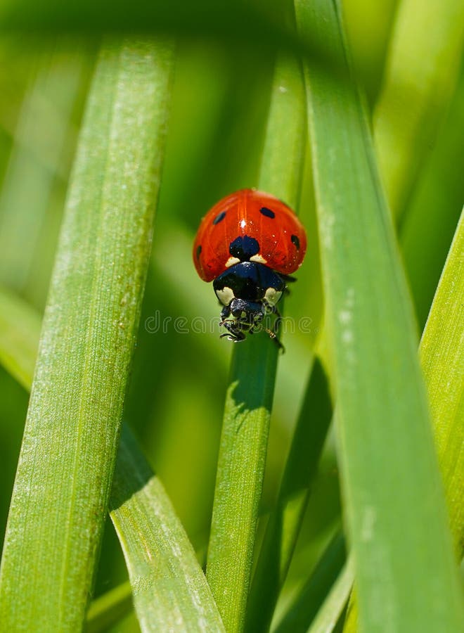 Ladybug on a plant stock image. Image of closeup, background - 275933075