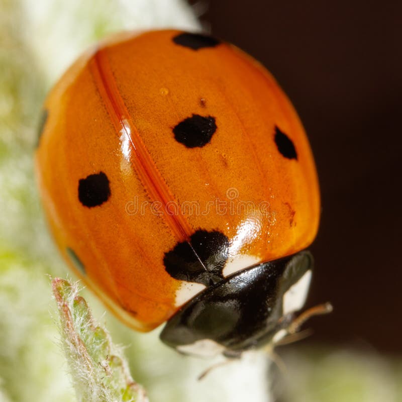 Ladybug on a Plant in Nature Stock Image - Image of ladybug, insect ...