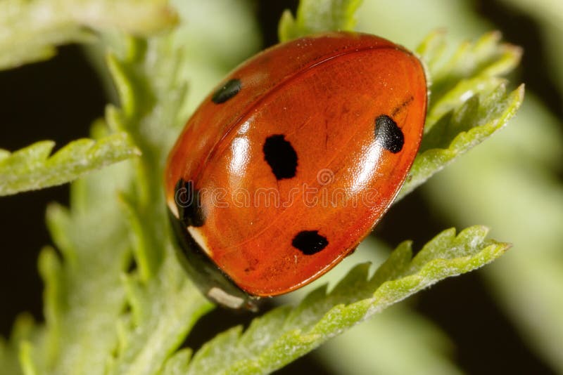 Ladybug on a Plant in Nature Stock Image - Image of macro, lady: 139276179