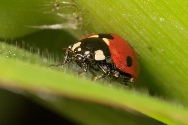 Ladybug on a Plant in Nature Stock Image - Image of garden, nature ...