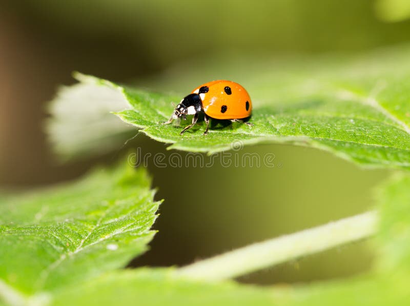 Ladybug on a Plant in the Nature. Macro Stock Image - Image of black ...