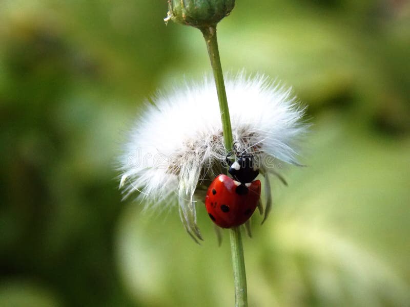 Ladybug stock photo. Image of macro, green, ladybug, insect - 98886674