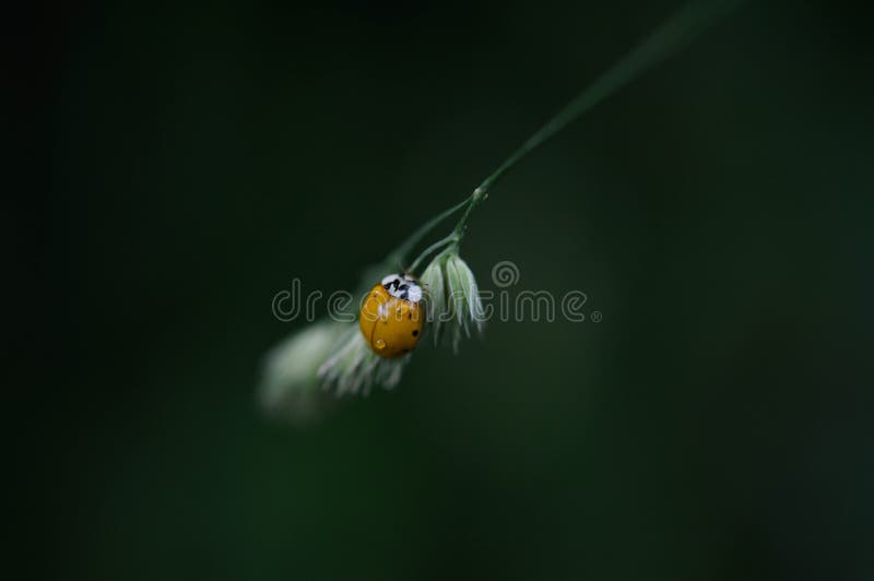Ladybug on a Plant with Water Drops, Lady Bug Close Up Stock Image ...