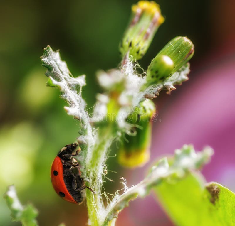 Ladybug on a plant stock image. Image of beauty, macro - 81032285
