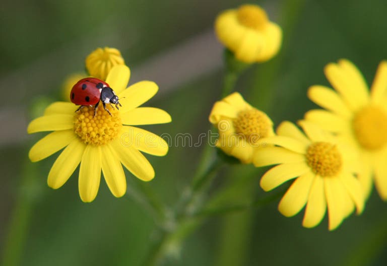 Ladybug playground stock image. Image of yellow, grass - 1096245