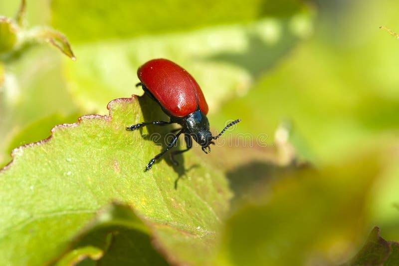 Ladybug without points stock image. Image of spring, black - 14330997