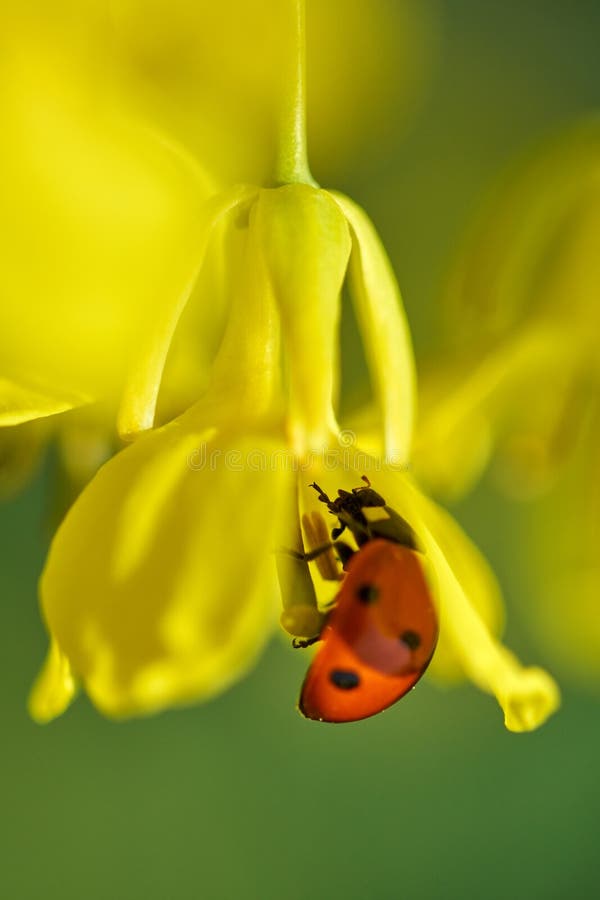 Ladybug Pollinating Canola Flower Stock Image - Image of eating, beauty ...