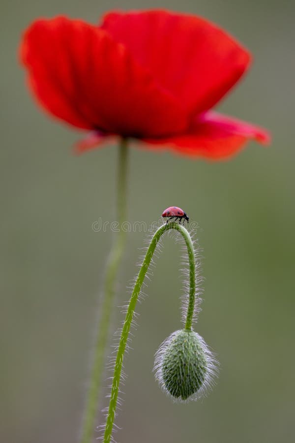 Ladybug on the poppy bud stock image. Image of plant - 320582957