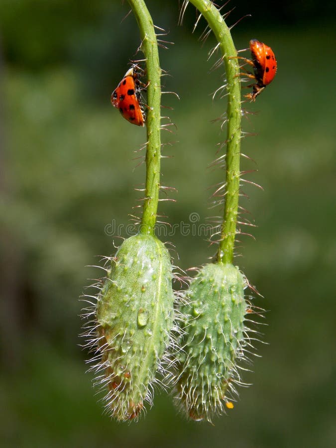 Ladybug stock image. Image of animal, drops, rain, nature - 72616849