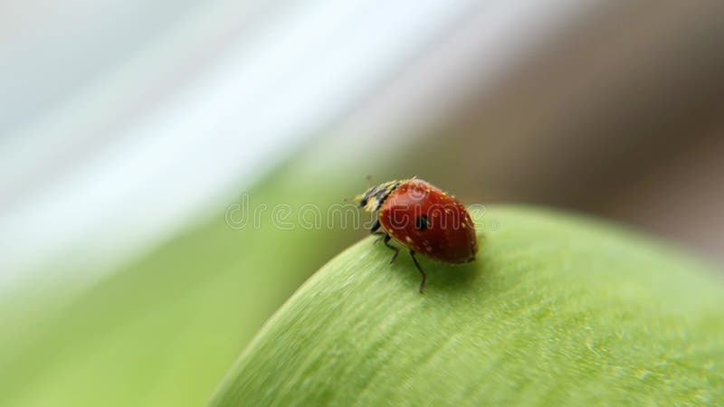 Ladybug Posing on a Leaf, Macro Photography. Slow Motion with a Ladybug ...