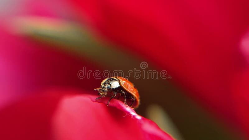 Ladybug Posing on a Leaf, Macro Photography. Slow Motion: Ladybug on ...