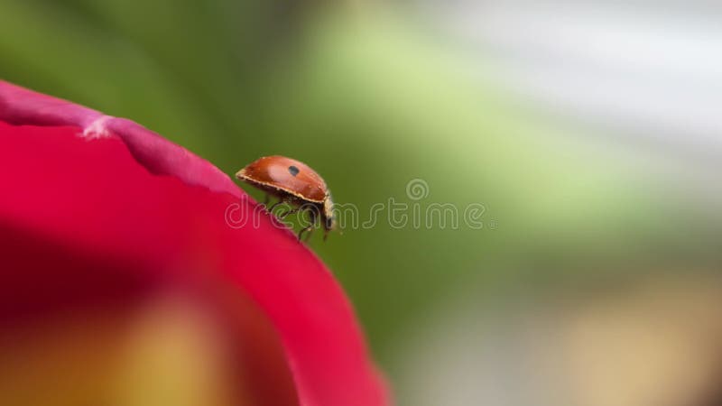 Ladybug Posing on a Leaf, Macro Photography. Slow Motion: Ladybug on ...