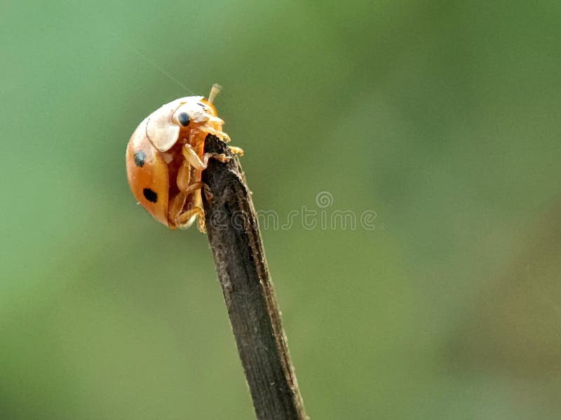Melanic Patterns Stock Photos - Free & Royalty-Free Stock Photos from ...