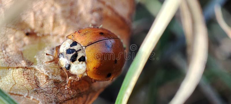 Ladybug prepare in fall stock image. Image of animal - 233987931