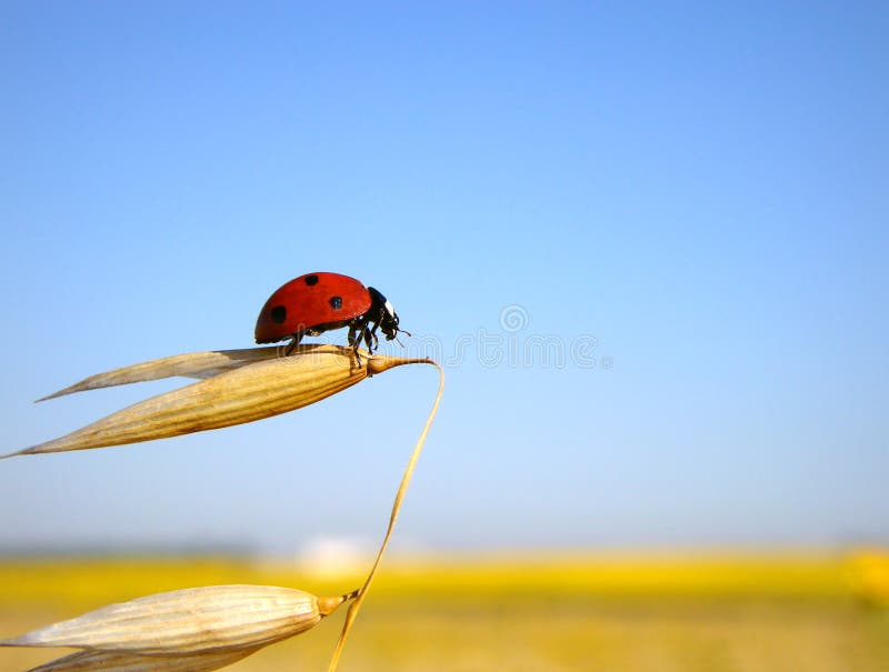 Ladybug Taking Flight stock image. Image of meadow, abstract - 13821339