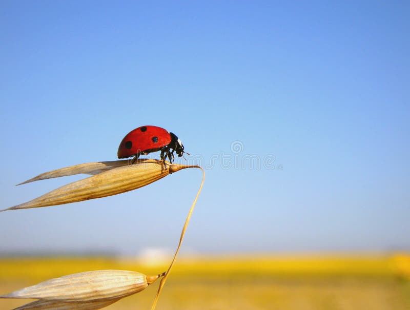 Ladybug Prepares To Fly Away Stock Image - Image of weather, lifestyle ...