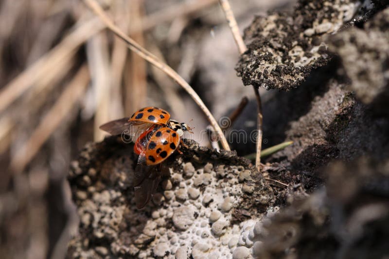 Ladybug Prepares To Fly Away Stock Image - Image of weather, lifestyle ...