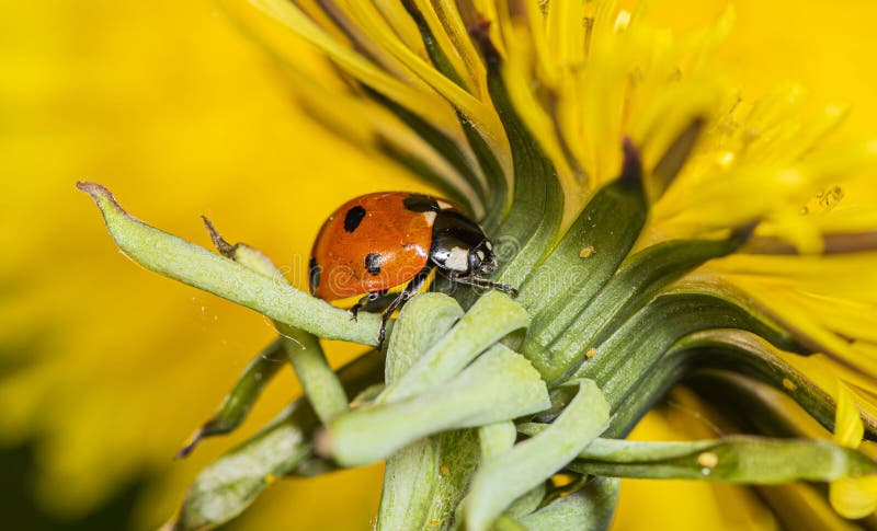 Ladybug Preys on Aphids Under a Yellow Dandelion Flower Stock Photo ...