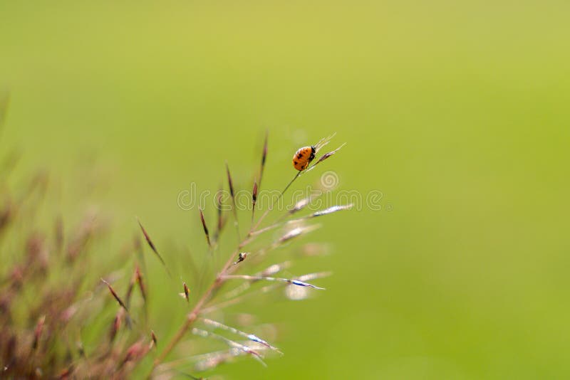 Ladybug Pupa with Exoskeleton Still Attached. Stock Photo - Image of ...