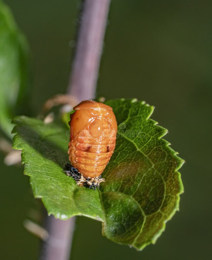 Ladybug Pupa with Exoskeleton Still Attached. Stock Photo - Image of ...