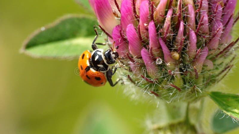 Ladybug on a clover flower stock image. Image of imbabura - 223145965