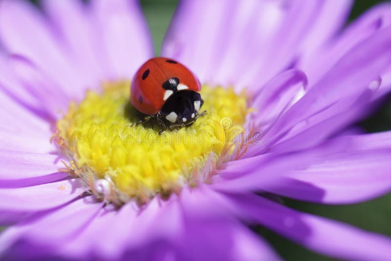 Ladybug on a purple daisy stock image. Image of garden - 50976219