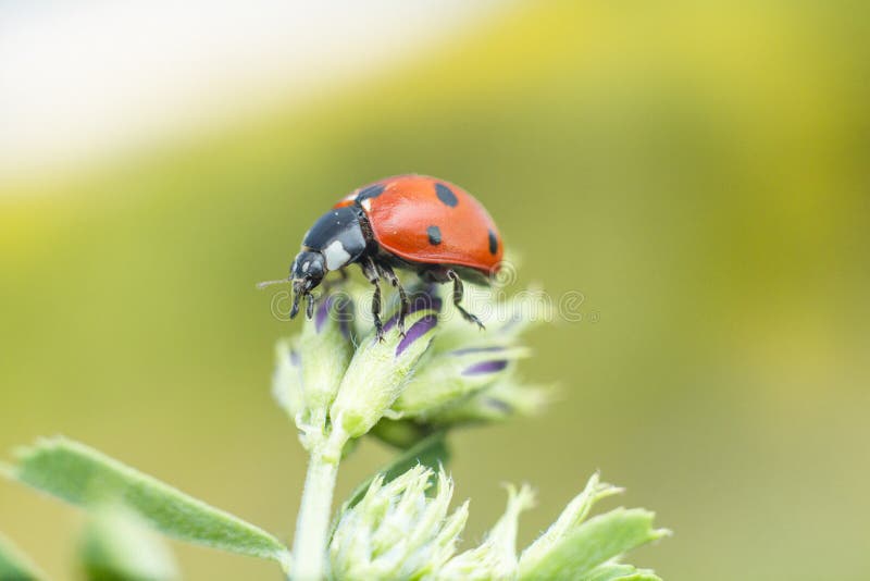 Ladybug with purple flower stock image. Image of nature - 56789787