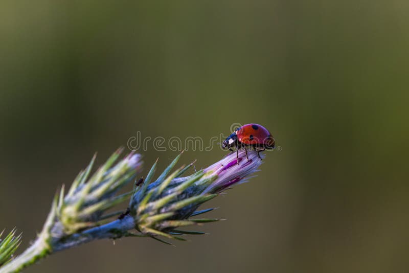 Ladybug on purple flower stock image. Image of blooming - 77551905