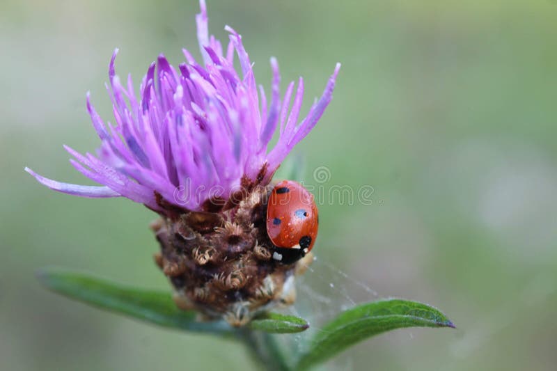 Ladybug on Purple Thistle Flower Stock Image - Image of bokeh, purple ...