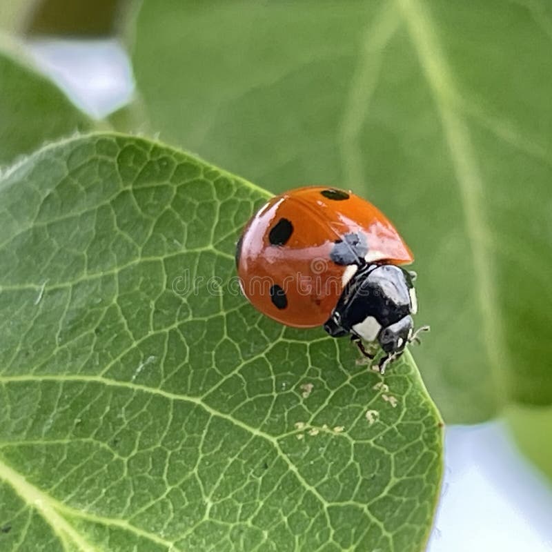 Ladybug On Leaf In Tree