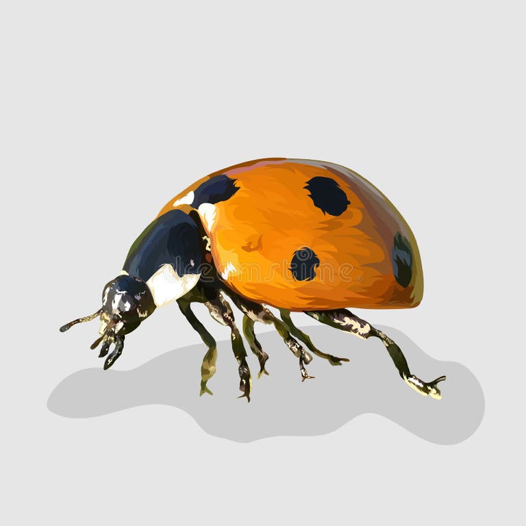 Ladybug Realistic Hand Drawn Vector and Illustrations White Background ...