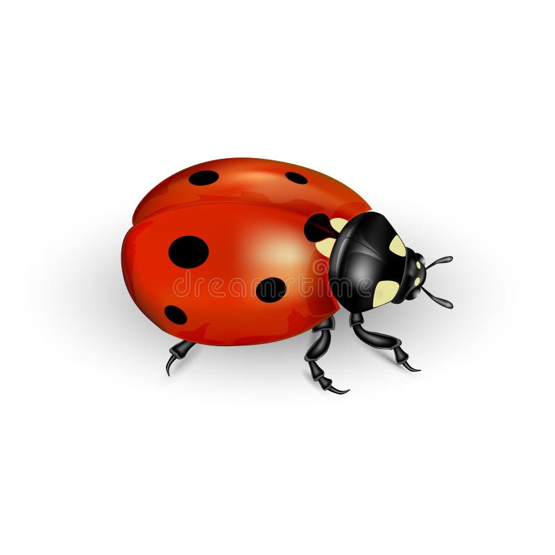 Ladybug Stock Illustrations – 33,788 Ladybug Stock Illustrations ...