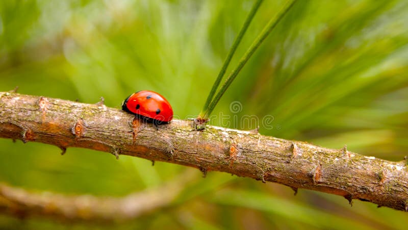 Ladybug. Conifers, Young Trees, Green Forest, Trees in the Forest by ...