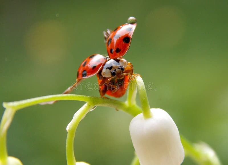Ladybug stock photo. Image of flies, animal, ladybug - 100274030