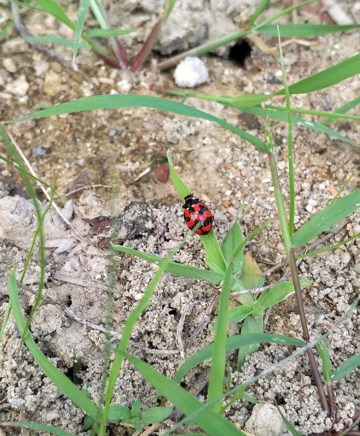 Ladybug stock photo. Image of cute, ladybug, insect - 151654880