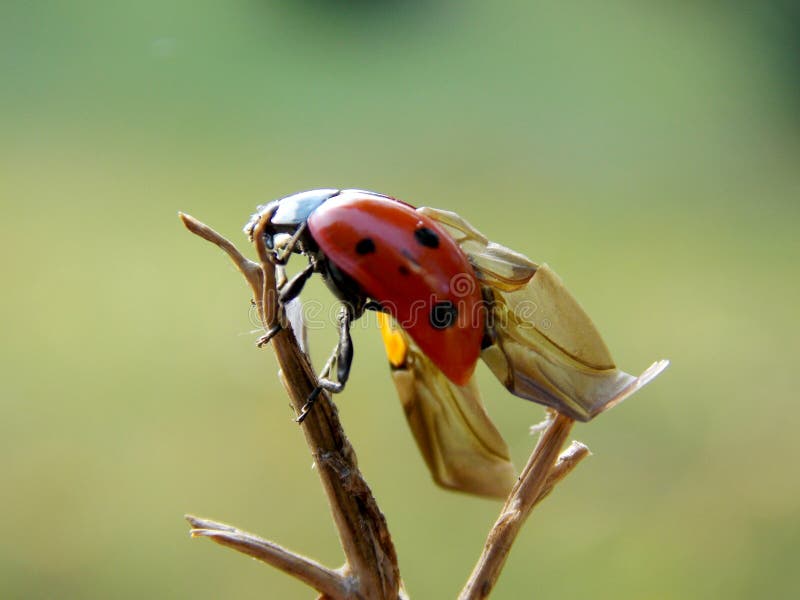 Ladybug Wings Stock Photos - Download 1,299 Royalty Free Photos