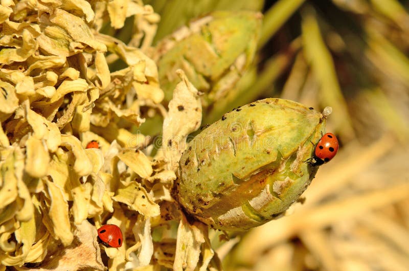 Ladybug stock photo. Image of tiny, tree, spotted, fruit - 32021466