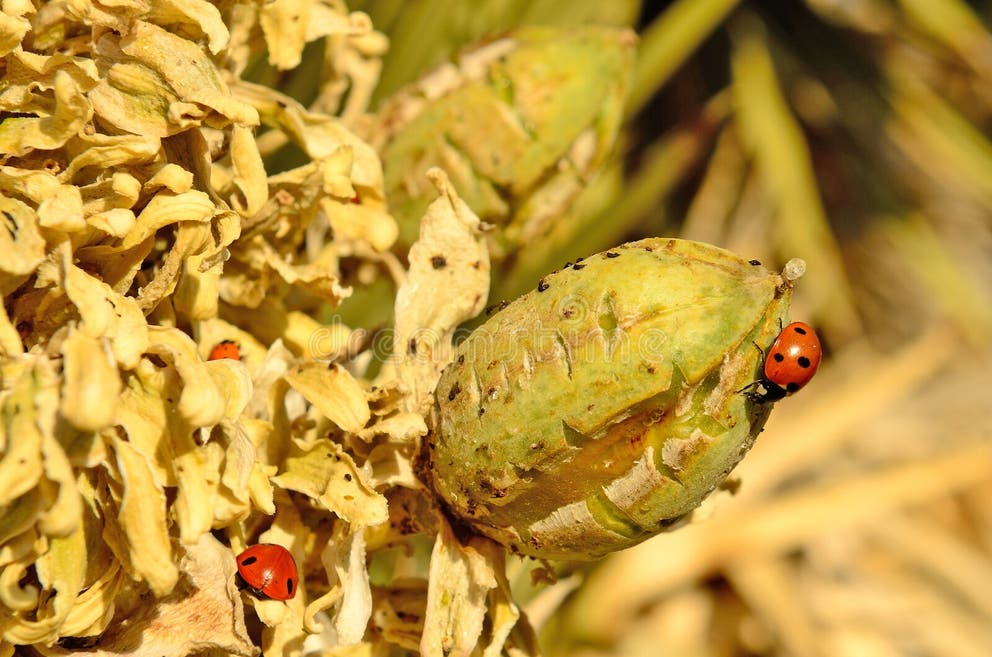 Ladybug stock photo. Image of tiny, tree, spotted, fruit - 32021466