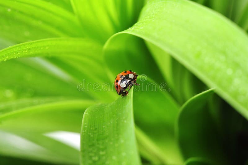 Ladybug stock image. Image of fauna, scuttle, outside - 48538853