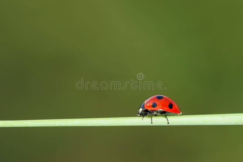 Ladybug stock image. Image of animals, ladybugs, animal - 43855637