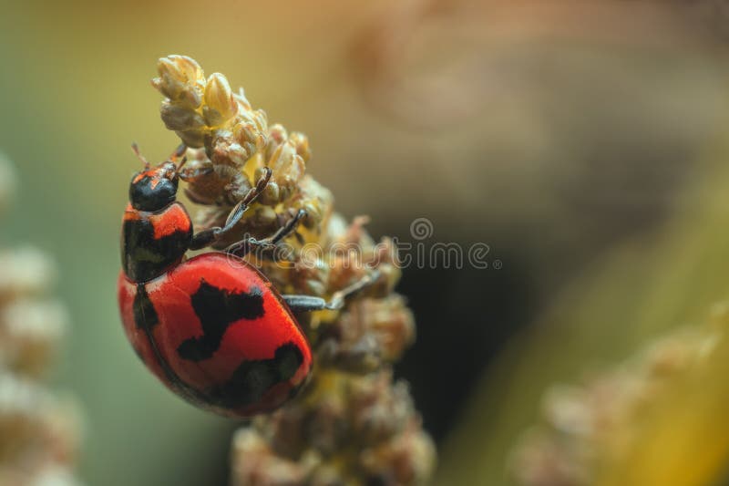 Ladybug with Yellow Stripes, Black, Walking on Green Leaves, Beautiful ...