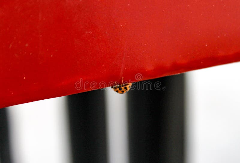 Ladybug on red table stock image. Image of spring, ladybug - 55481305