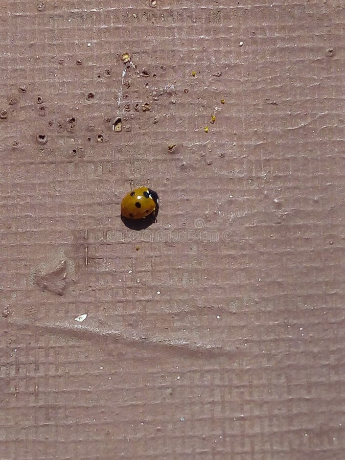 Ladybug in reed floor stock image. Image of nqture, ladybug - 182856097