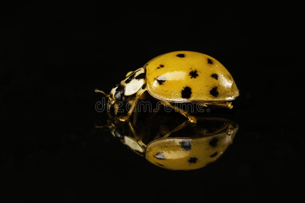Ladybug with Reflection Isolated on Black Stock Image - Image of ...