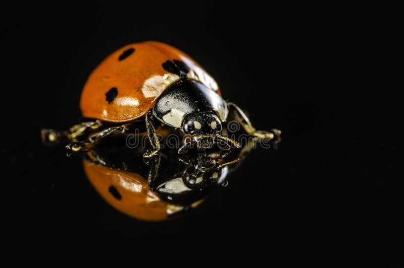 Ladybug with Reflection Isolated on Black Stock Photo - Image of green ...