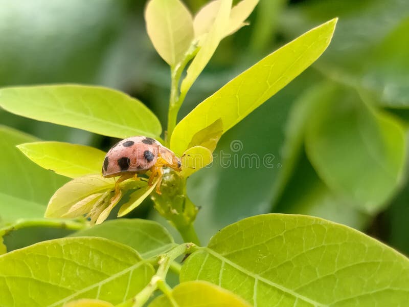 Ladybug relaxing on a leaf stock image. Image of leaf - 364517189