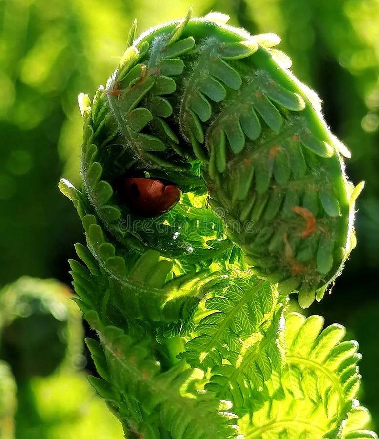 Ladybug is Resting on the Fern Stock Photo - Image of branch, fern ...